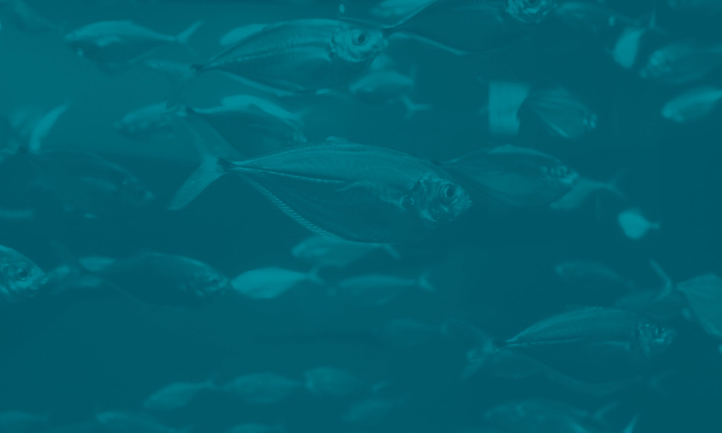 fish-header-turquoise | South Carolina Aquarium