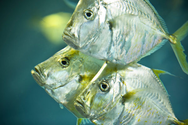 Lookdown | Learn With the South Carolina Aquarium