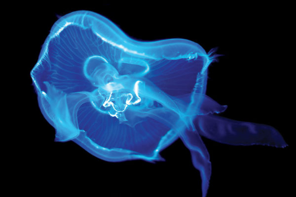 Moon Jelly | Learn With the South Carolina Aquarium