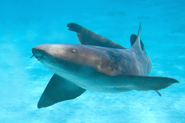 Nurse Shark | Learn With the South Carolina Aquarium