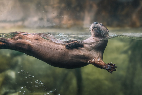 River Otter | Learn With the South Carolina Aquarium