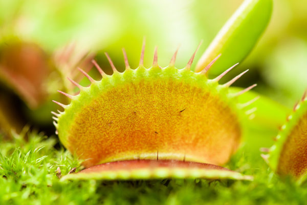 Venus Flytrap | Learn With the South Carolina Aquarium