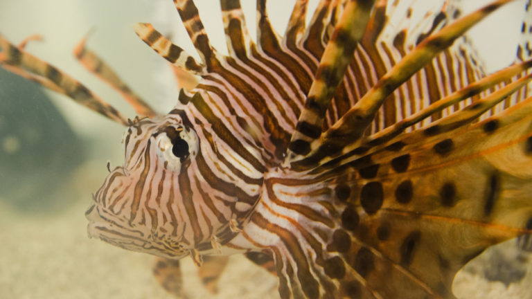 Lionfish: An Invasive Species | South Carolina Aquarium