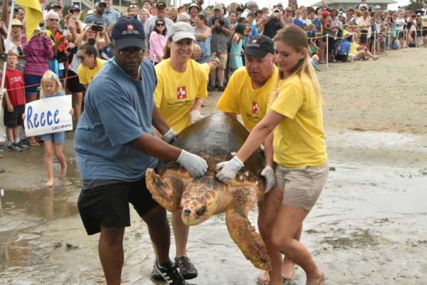 Become a Sea Turtle Guardian at the South Carolina Aquarium