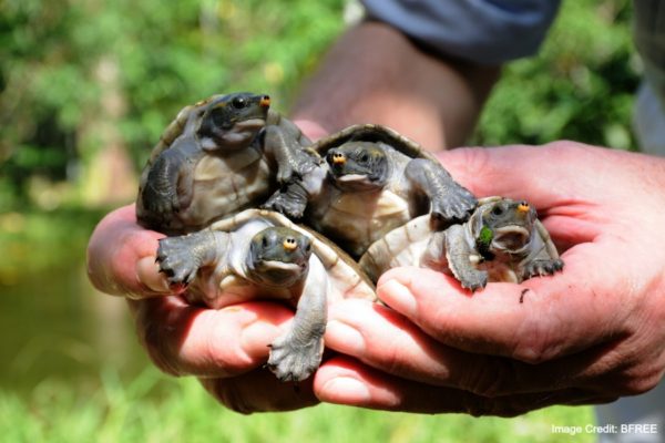 Explore Research and Fieldwork at the South Carolina Aquarium