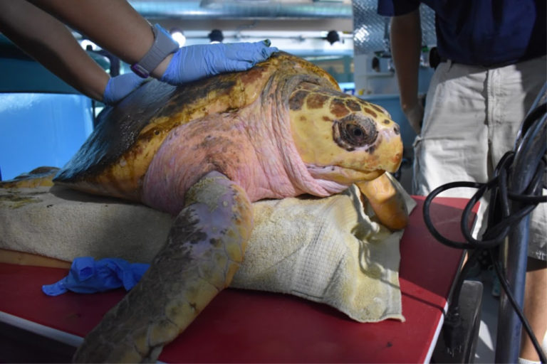 Scabbers - South Carolina Aquarium