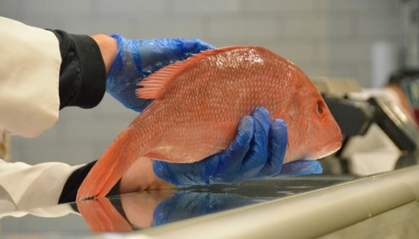Red Snapper Harvesting Reopened - Currents - South Carolina Aquarium