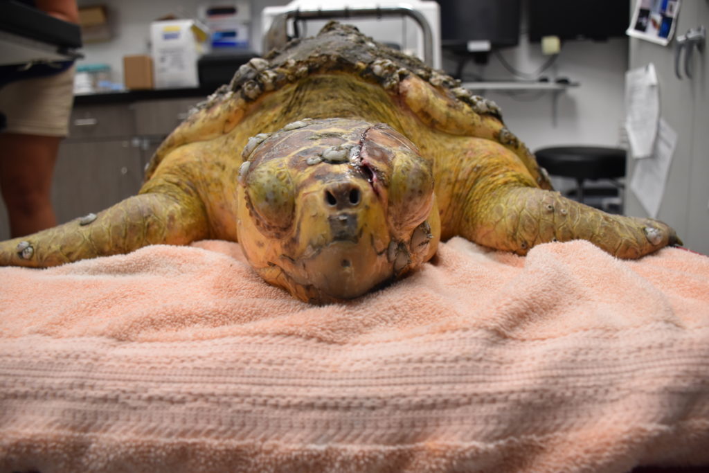 Harry Potter | South Carolina Aquarium