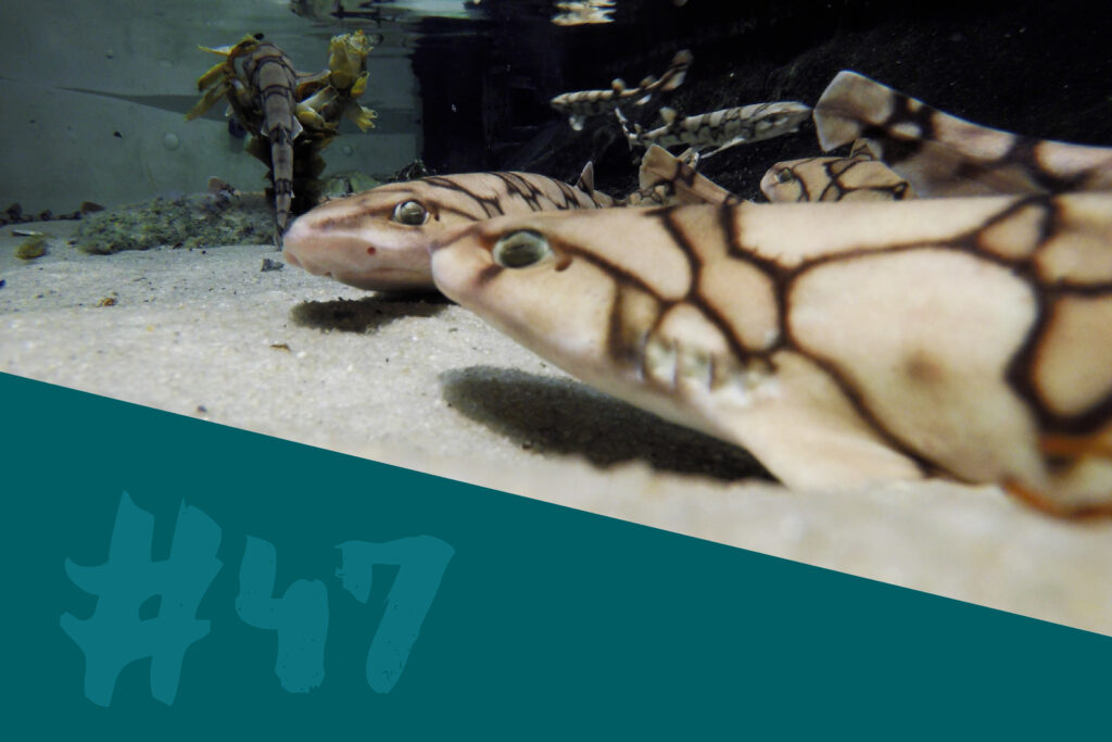 Animals at the South Carolina Aquarium in Downtown Charleston