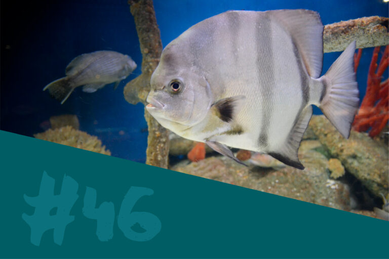 Animals at the South Carolina Aquarium in Downtown Charleston