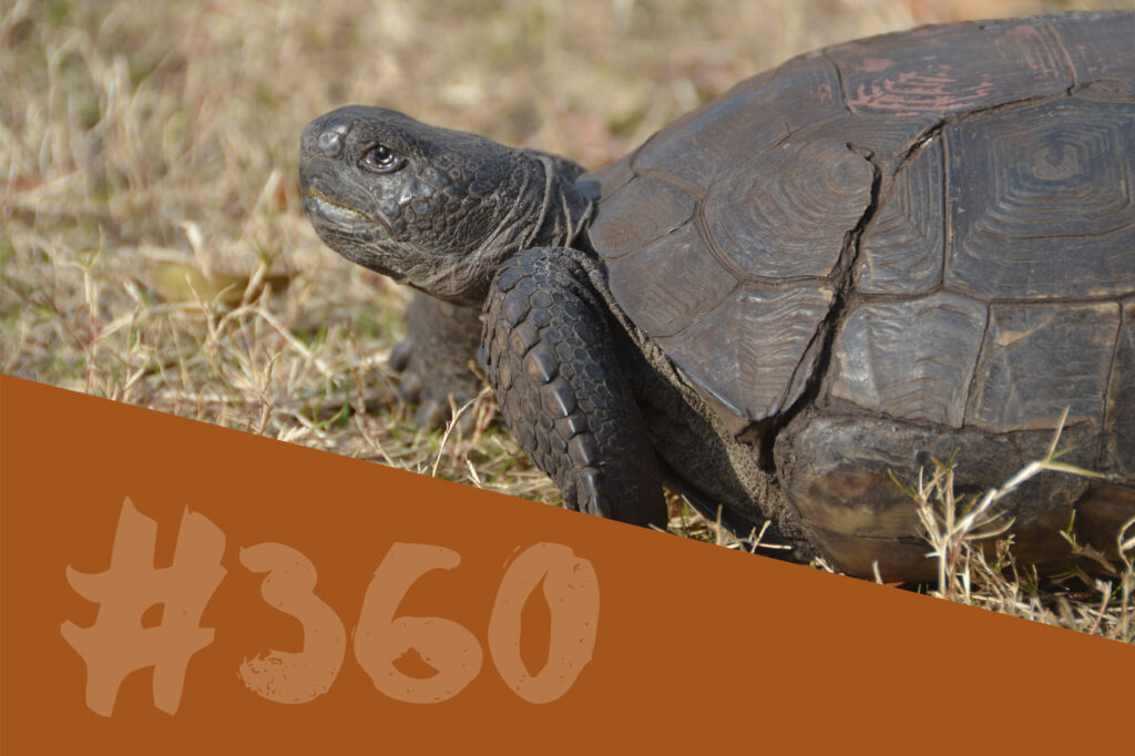 Animals at the South Carolina Aquarium in Downtown Charleston