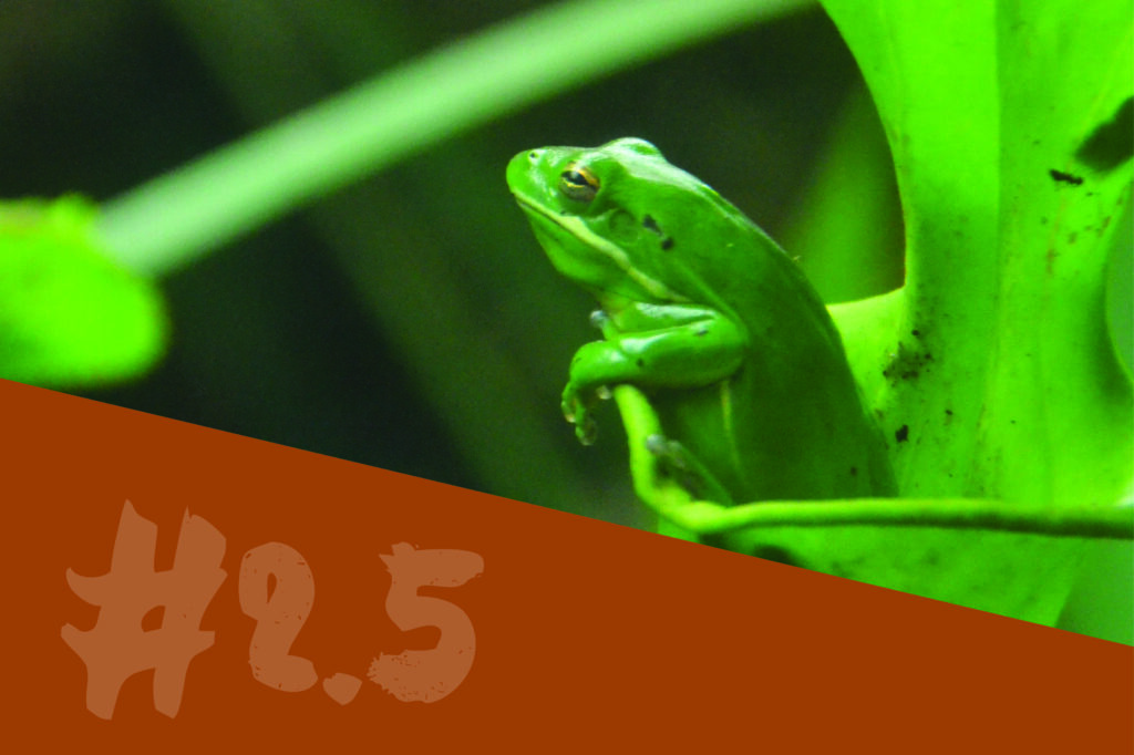 Green Tree Frog | South Carolina Aquarium