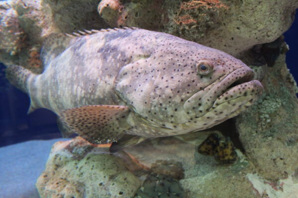 Exhibits at the South Carolina Aquarium | Thousands of SC Animals