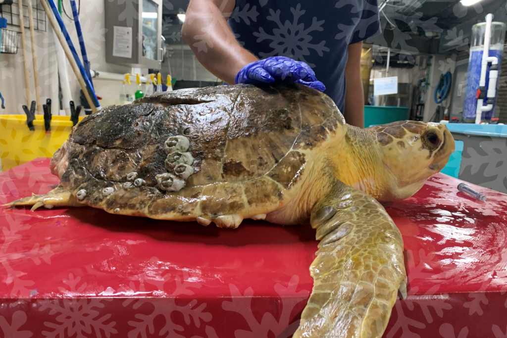 Holiday Gift Giving - South Carolina Aquarium