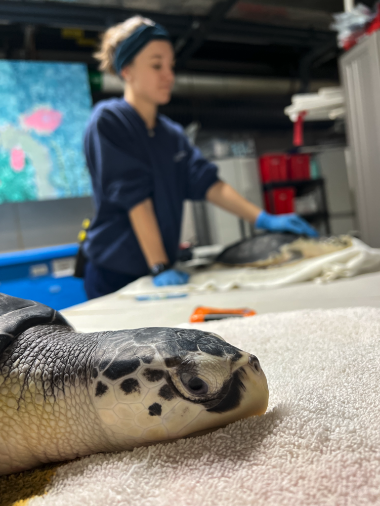 Turtle Tagging 2 | South Carolina Aquarium