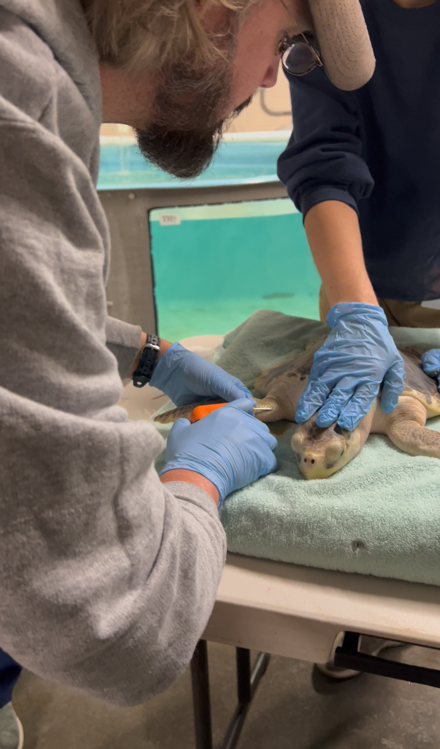 Turtle Tagging 6 | South Carolina Aquarium