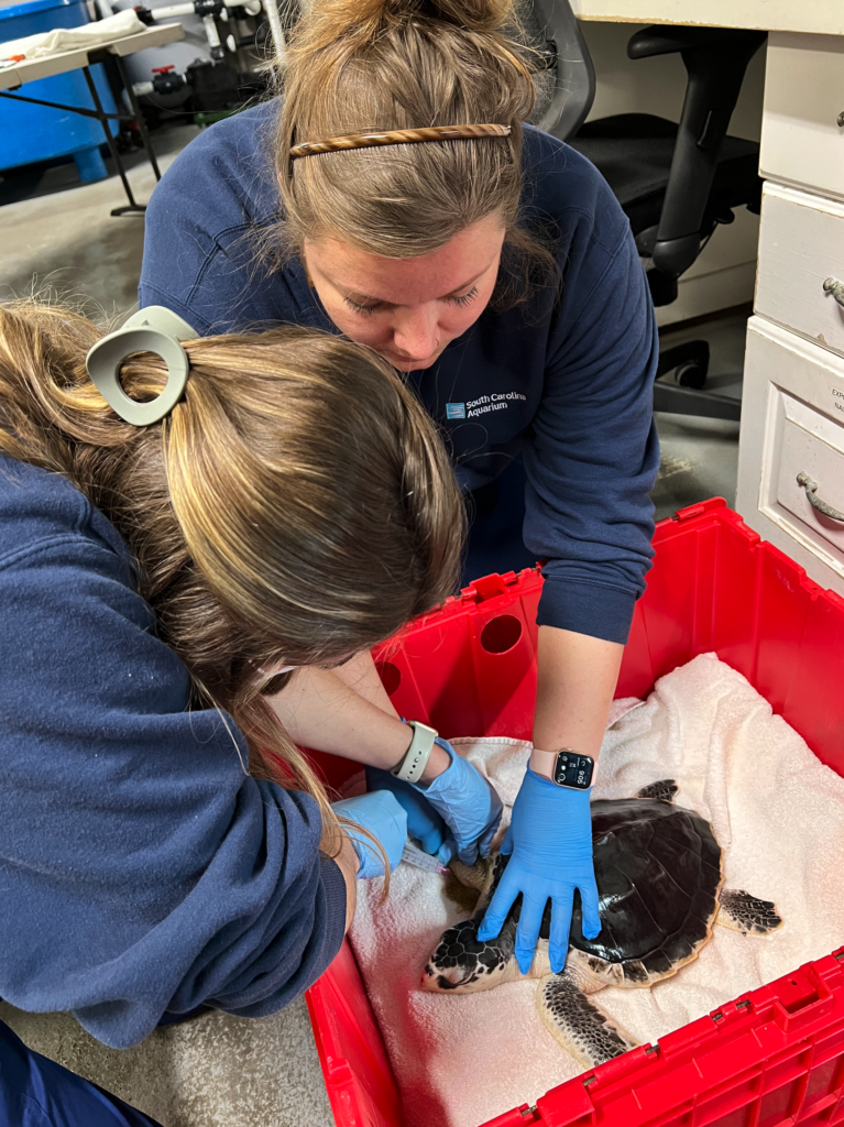 Ask an Expert: Sea Turtle Tagging - South Carolina Aquarium