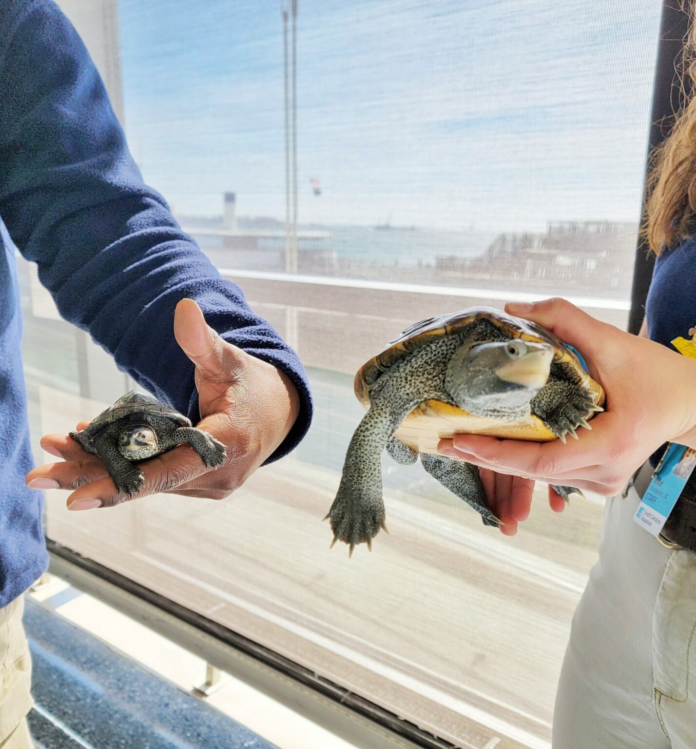 Ask an Expert: Shine Bright Like a Diamondback Terrapin | South ...
