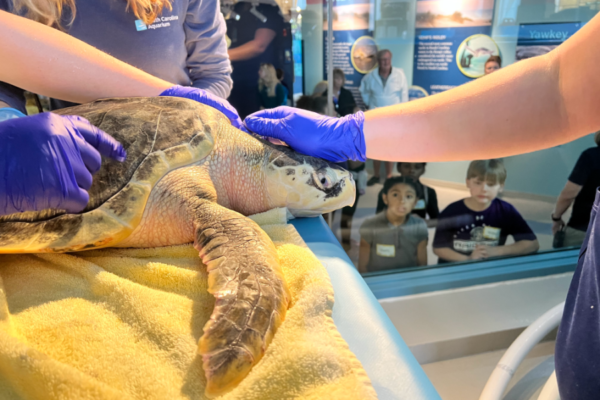 Sea Turtle Care Center™ at the South Carolina Aquarium