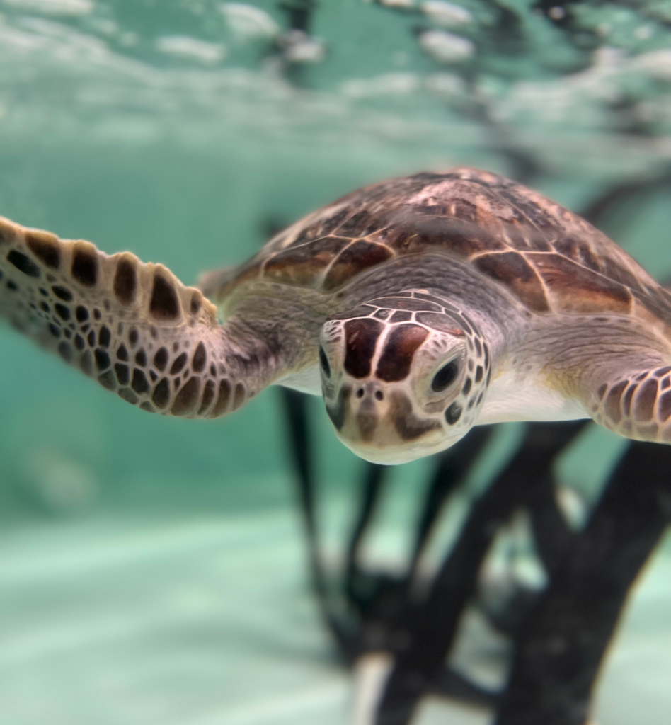 5-9-22 Aries In Tank (2).heic-2 | South Carolina Aquarium
