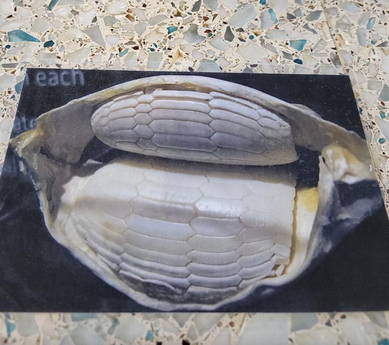 Ask an Expert: The Teeth of a Stingray | South Carolina Aquarium