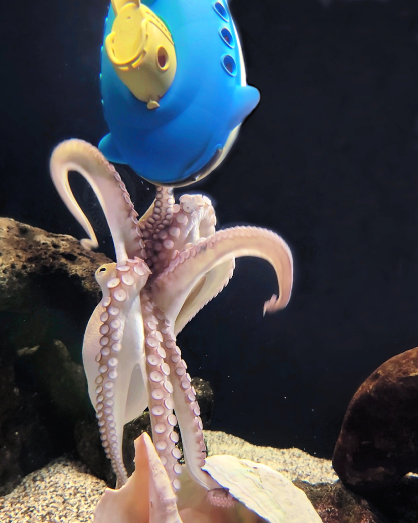 Eight Great Facts about the Common Octopus | South Carolina Aquarium