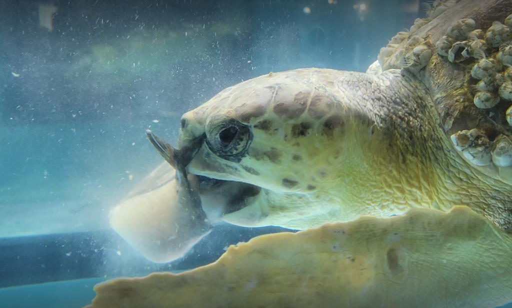 Ask an Expert: What is Sea Turtle Enrichment? | South Carolina Aquarium