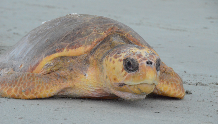 The Chilling "Why" Behind Cold Stunning | South Carolina Aquarium