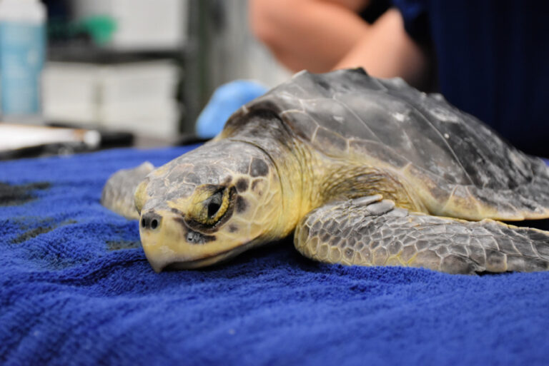 Baby Bell | South Carolina Aquarium