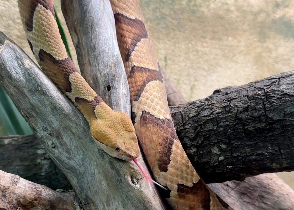 Another Case of Mistaken Identity | South Carolina Aquarium Blog