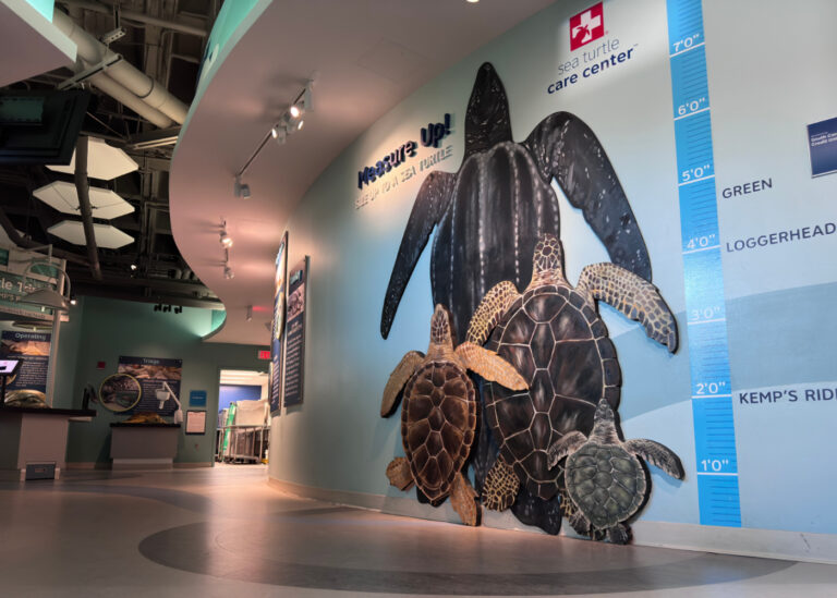 Sea Turtle 101: Species Identification