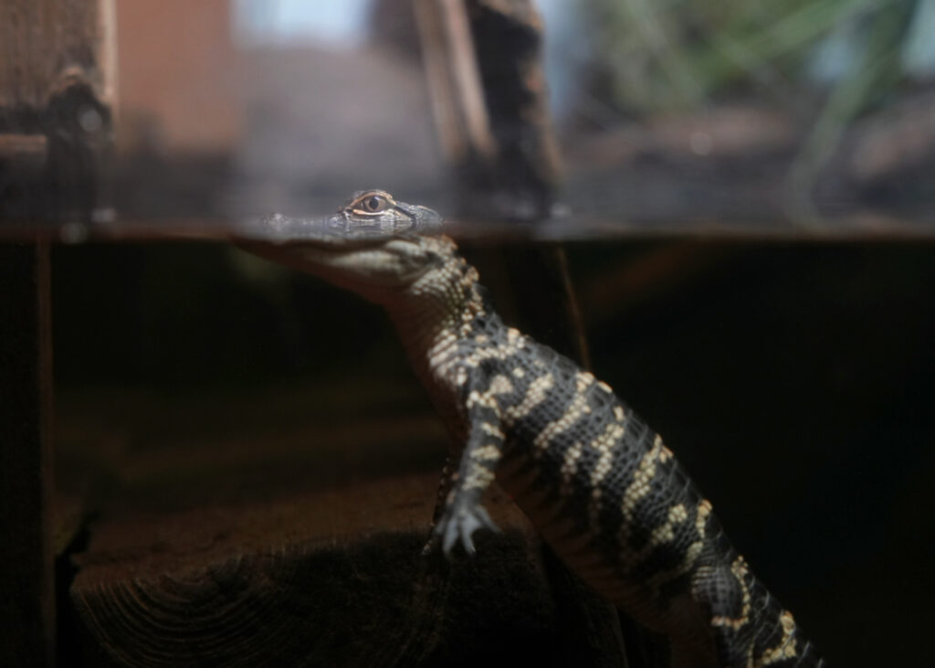 Not Your Average Cold Bru: 5 Facts About Brumation