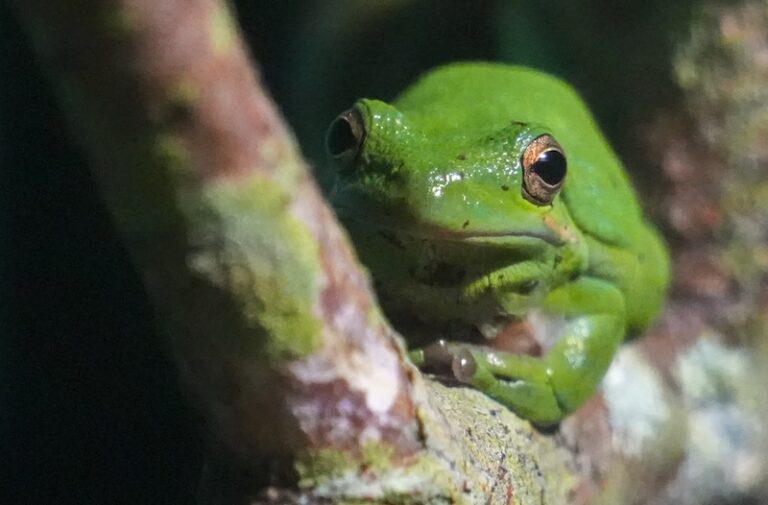 The Eyes Have It: Wild Ocular Adaptations