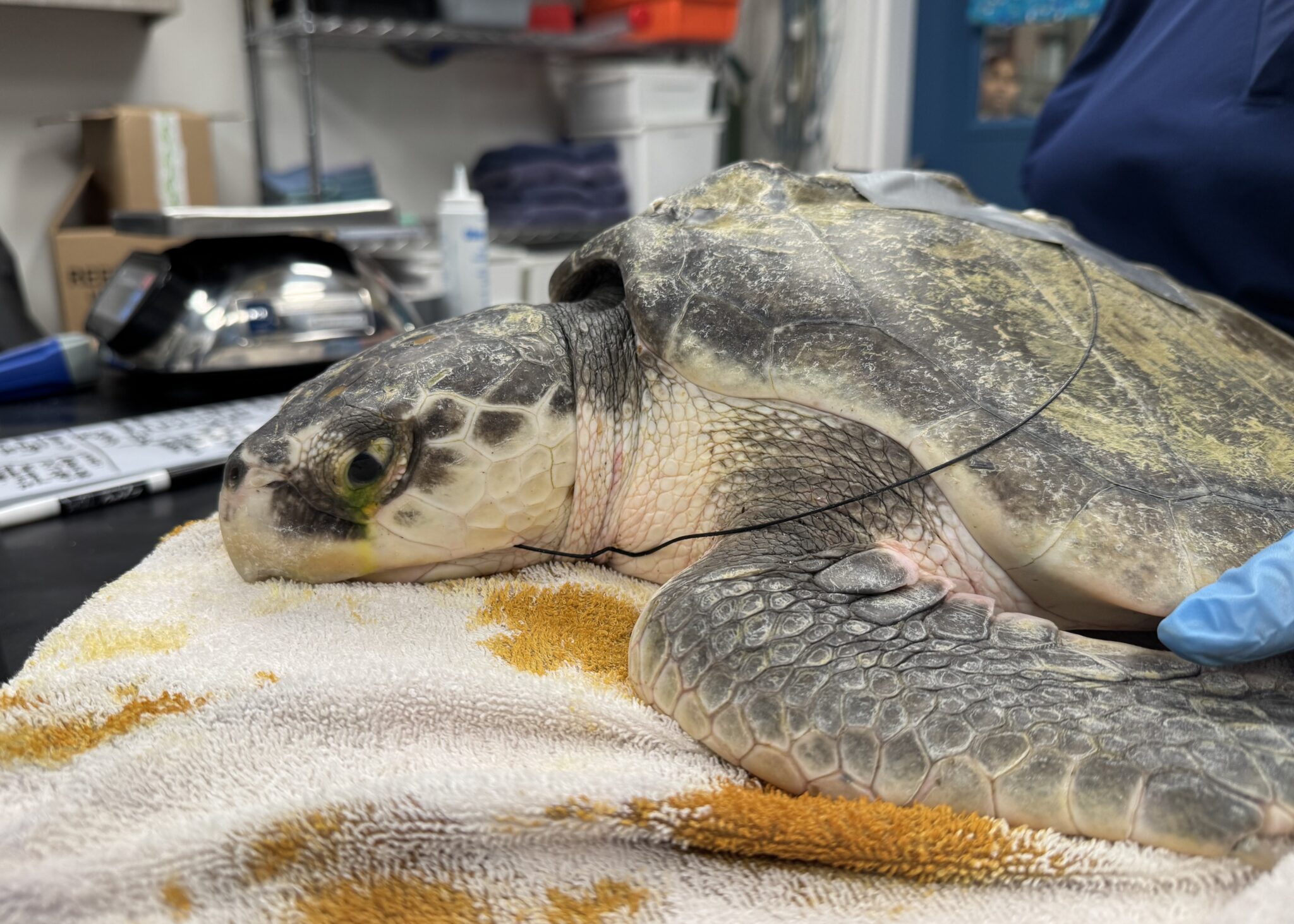 Currents - The Official Blog of the South Carolina Aquarium