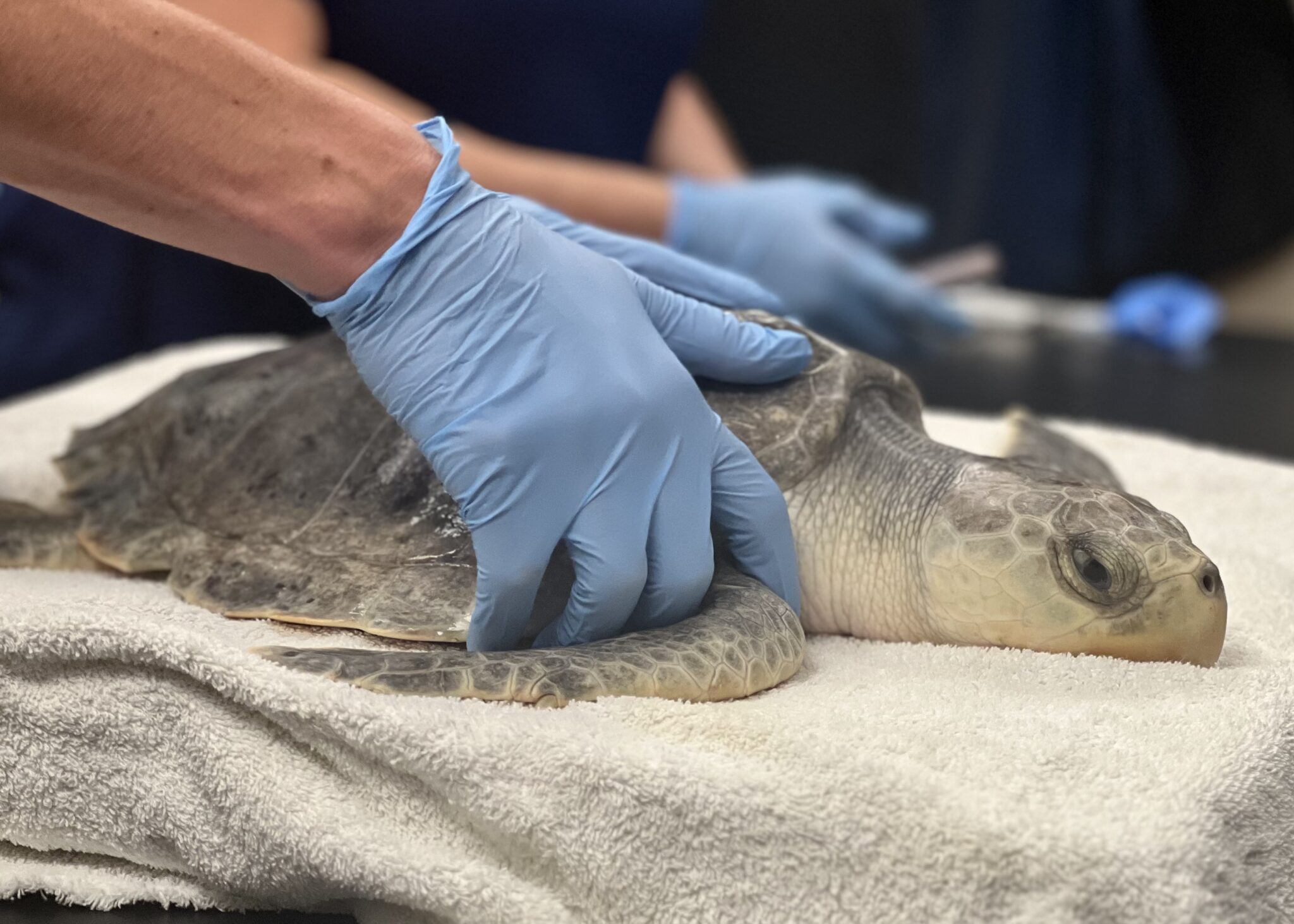 Currents - The Official Blog of the South Carolina Aquarium